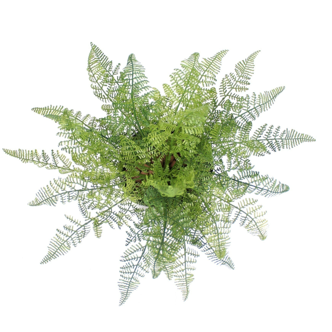 Fougère davallia bullata artificielle 35 cm - Fougères artificielles ...