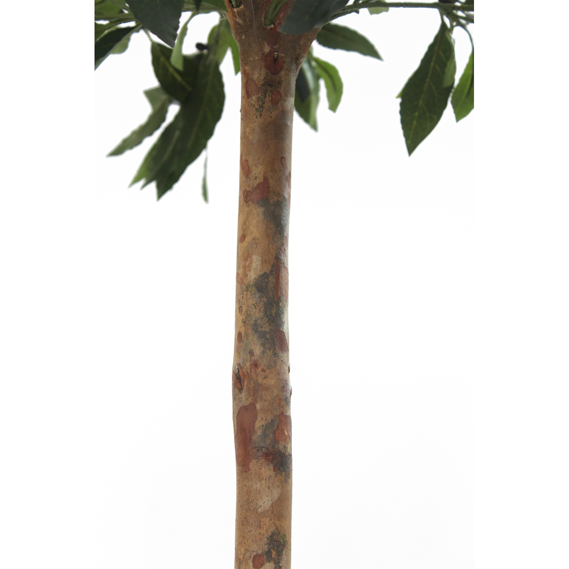 Laurier d'Apollon artificiel 135 cm - Lauriers artificiels - Artiplantes