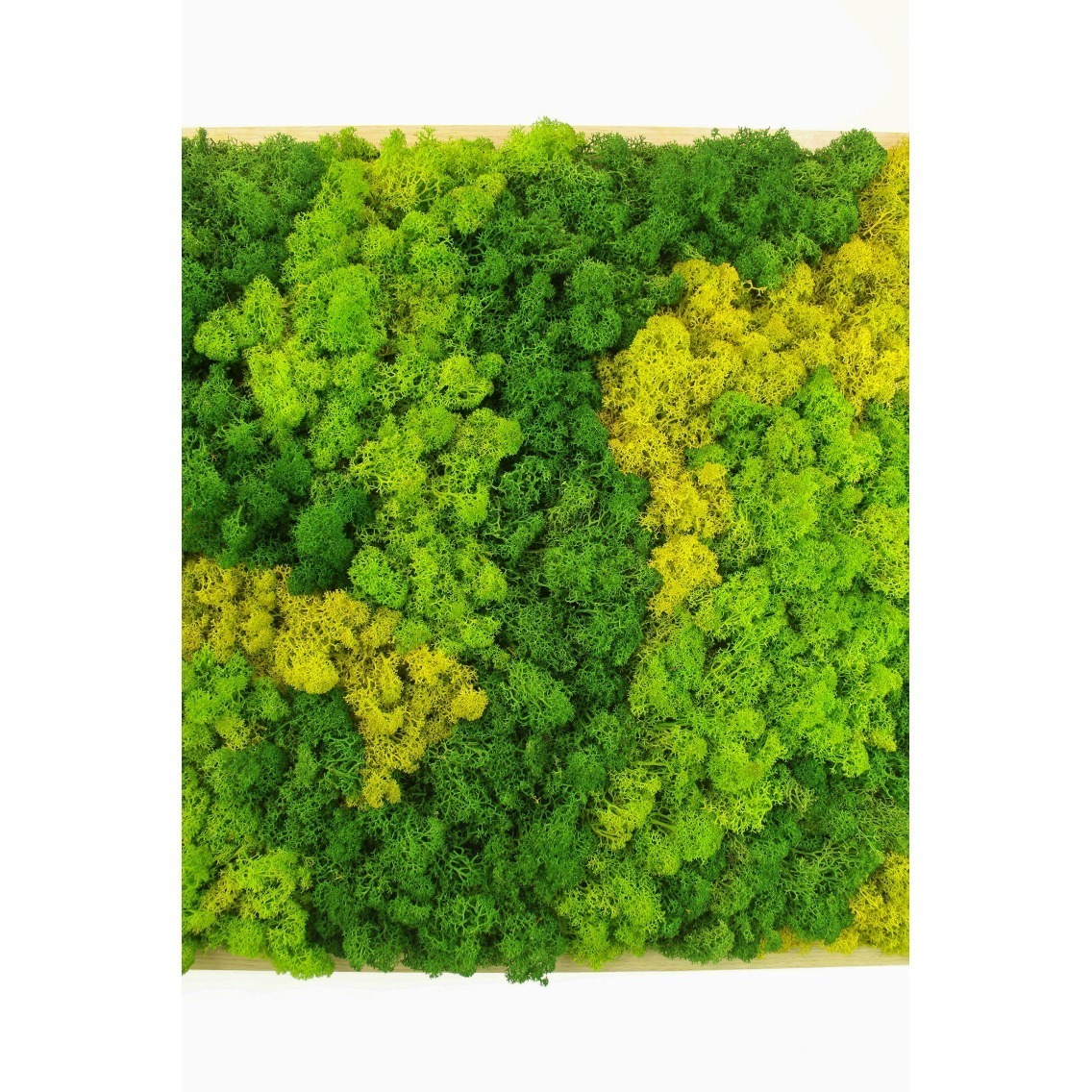 Cadre végétal artificiel mousse Coutances 53 cm - Tableau végétal ...