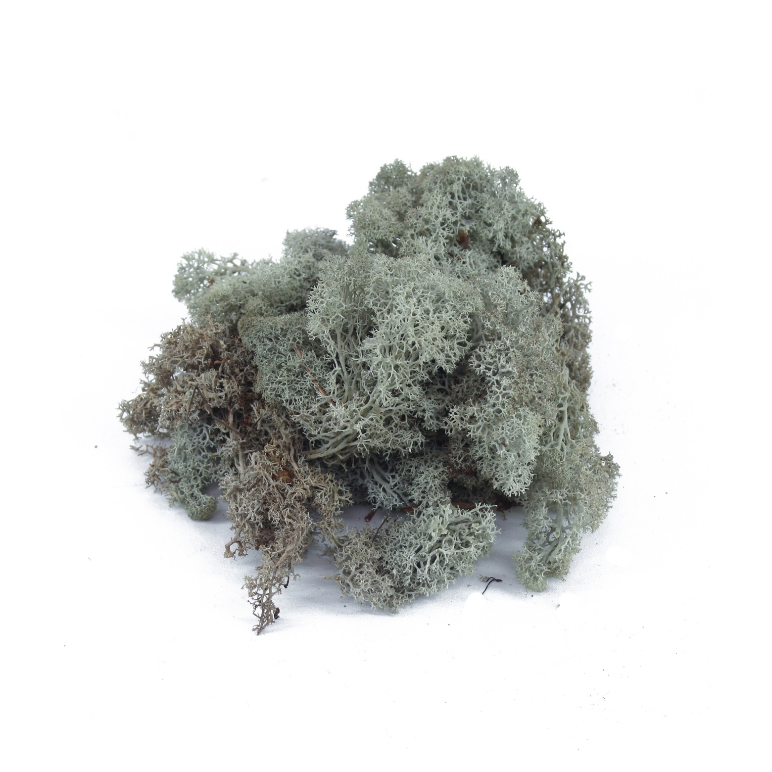 Mousse de lichen stabilisé gris - Mousse et lichen stabilisé - Artiplantes