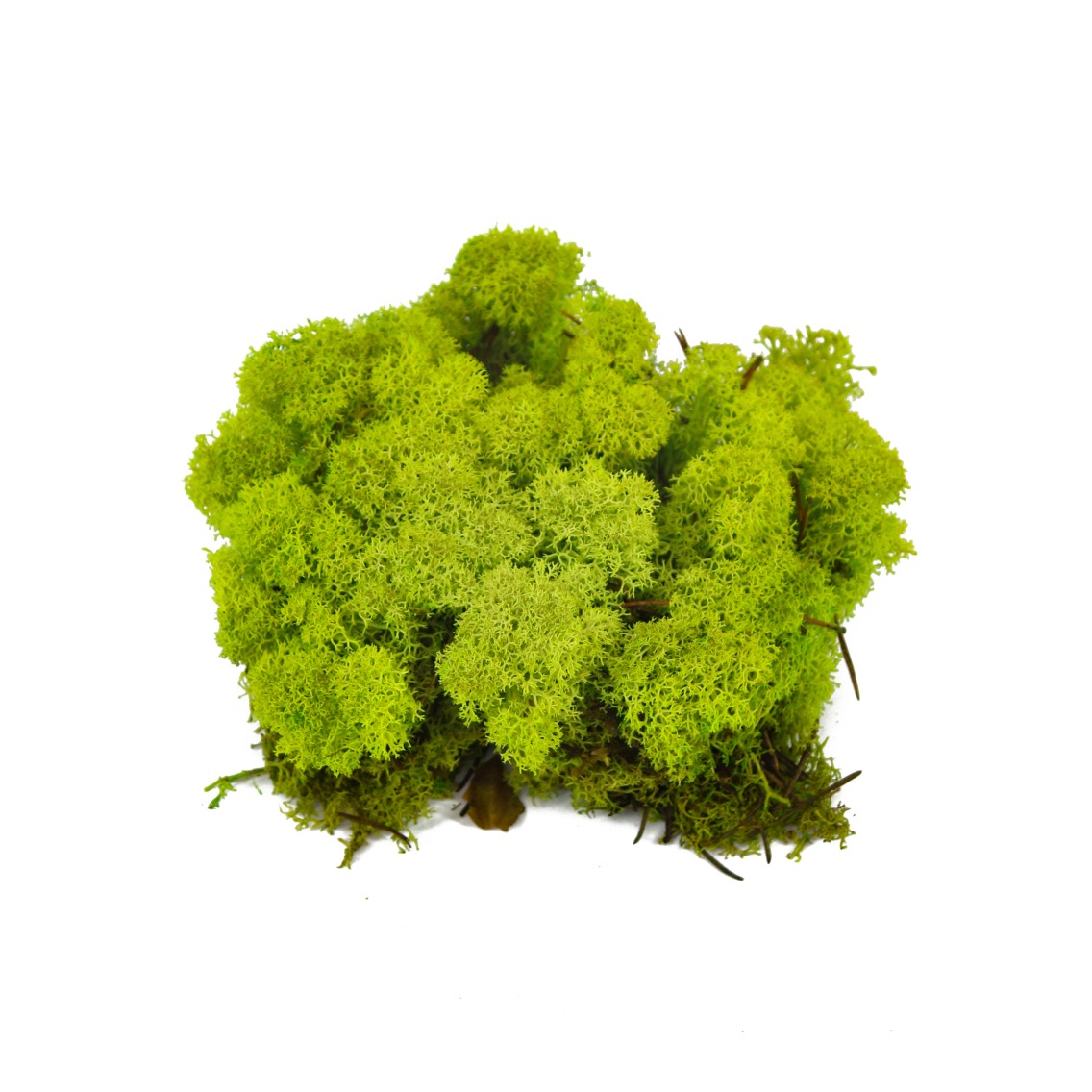 Mousse végétale stabilisée vert pomme - Mousse et lichen stabilisé ...