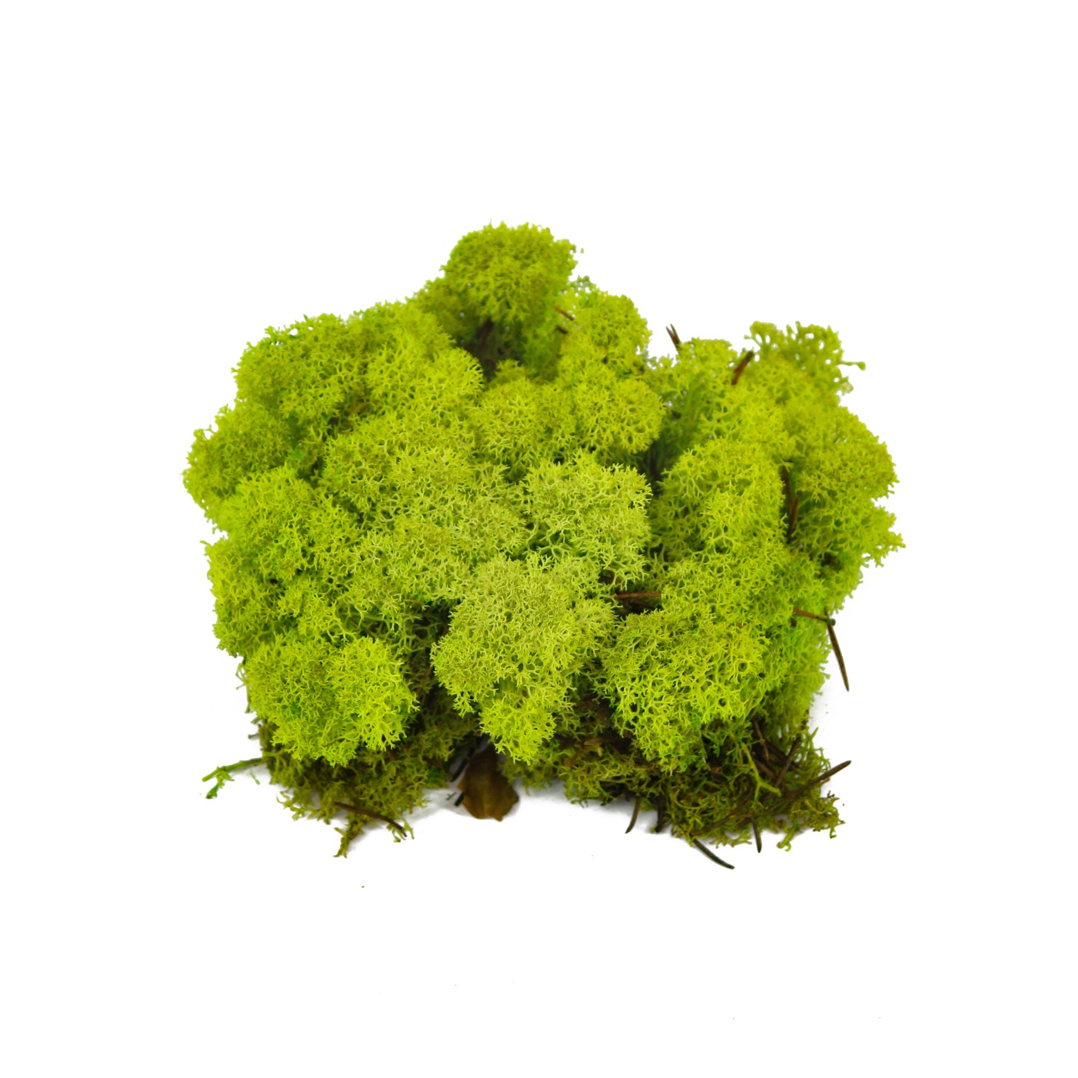 Mousse végétale stabilisée vert pomme - Mousse et lichen stabilisé ...