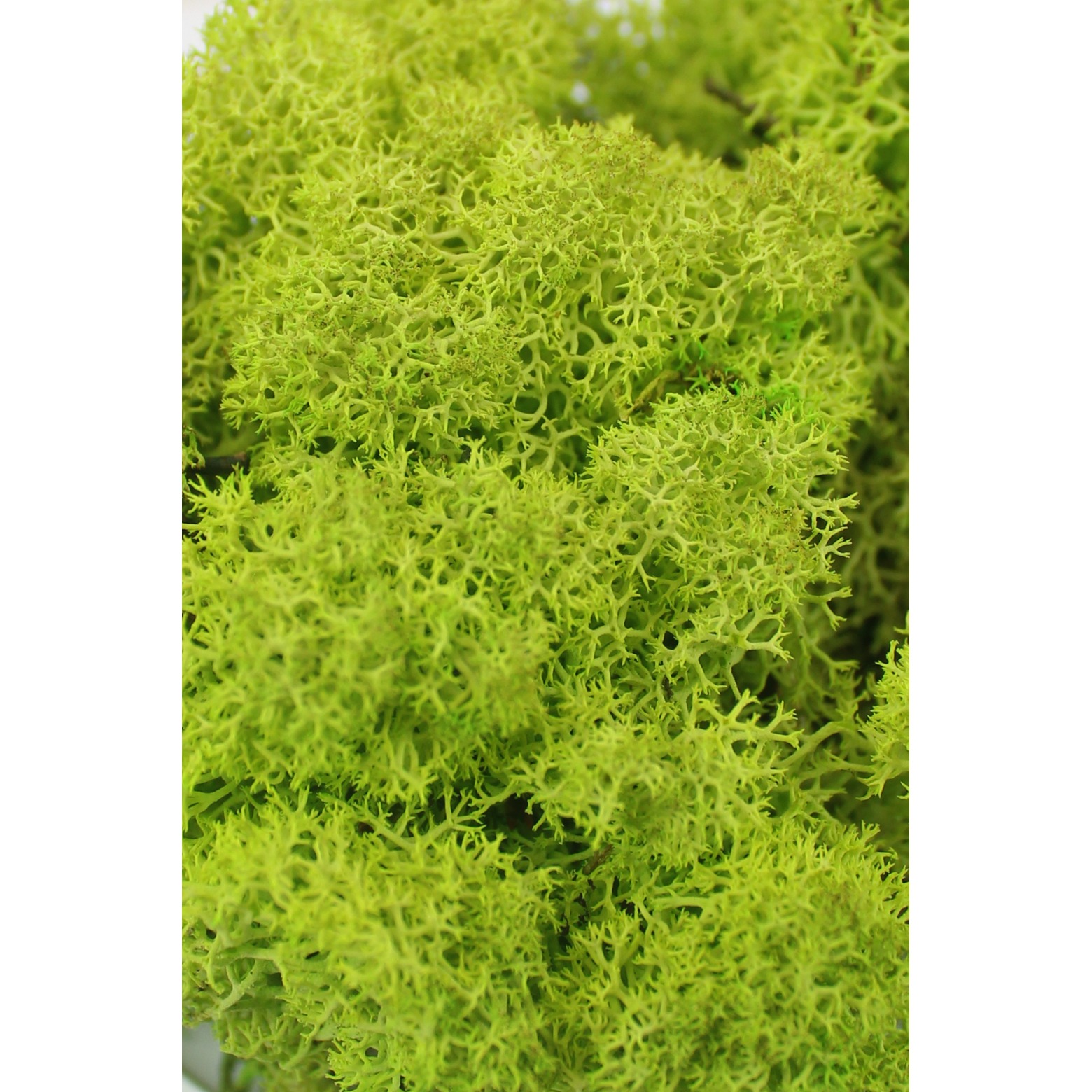 Mousse végétale stabilisée vert pomme - Mousse et lichen stabilisé ...