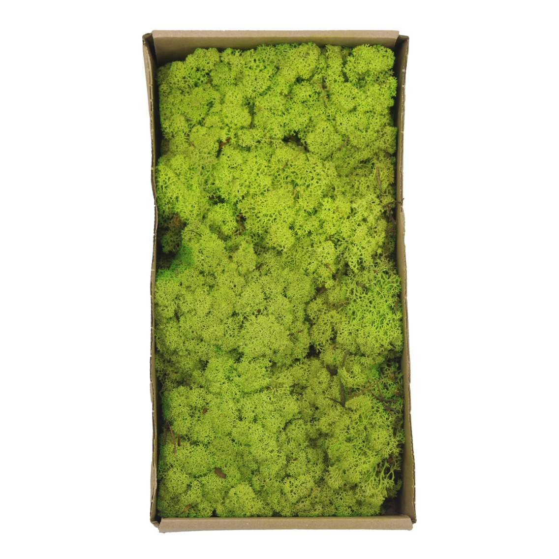 Mousse végétale stabilisée vert pomme - Mousse et lichen stabilisé ...