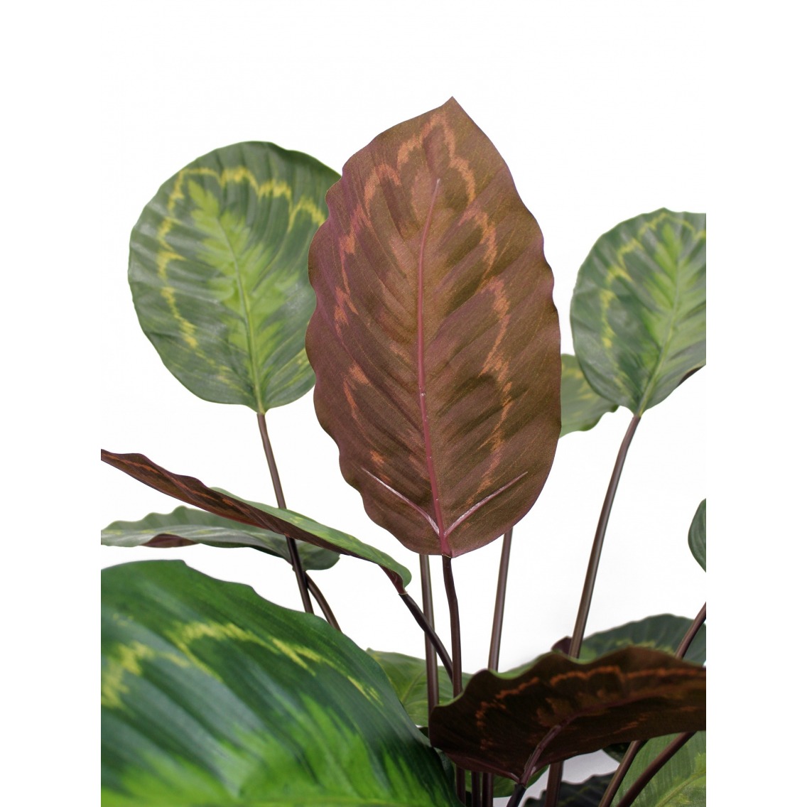 Calathea artificiel rosea picta 70 cm - Plantes vertes artificielles ...